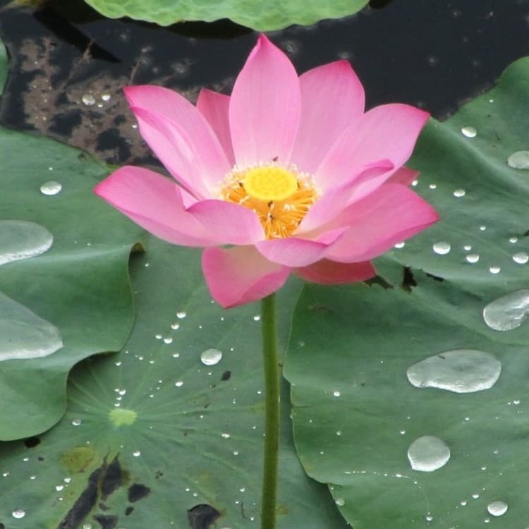 Sustainable Travel: Single-Use Plastic in Vietnam – Vietnam Coracle ...