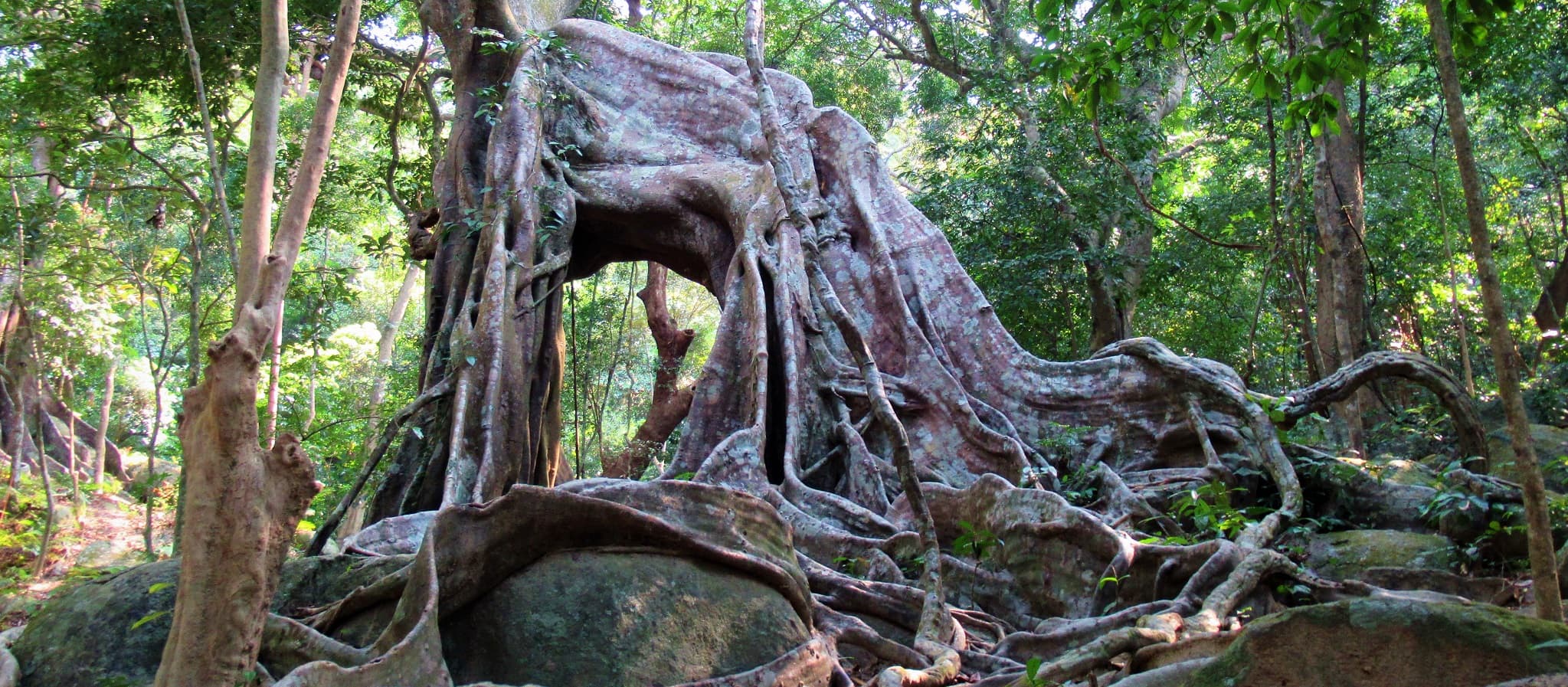 Ode to a Banyan Tree – Vietnam Coracle – Independent Travel Guides to ...
