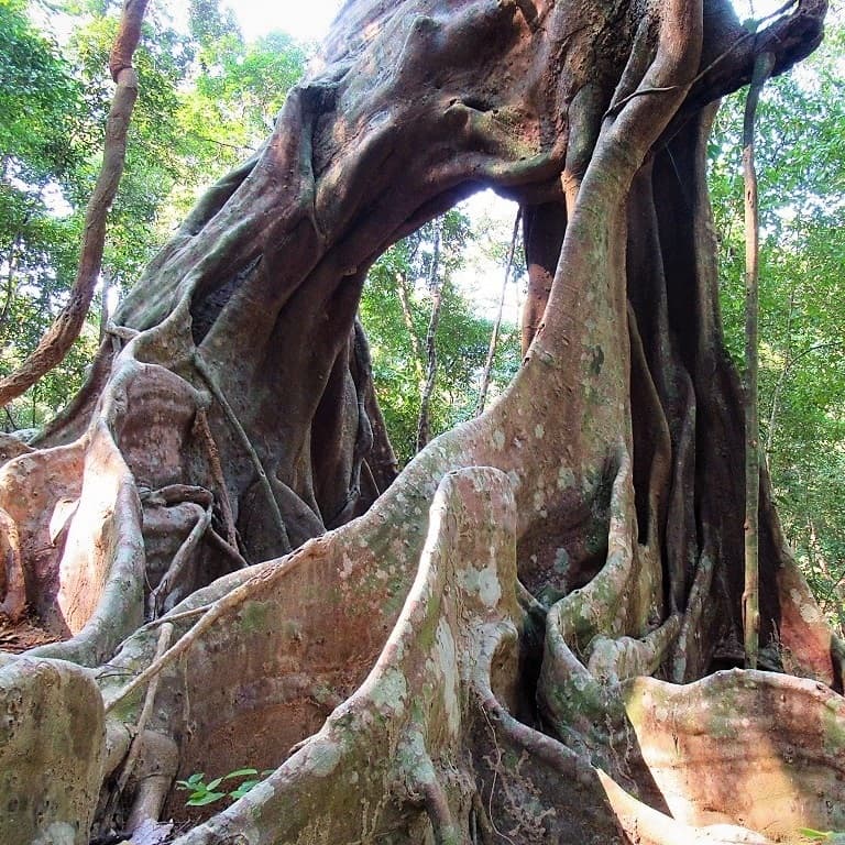 Ode to a Banyan Tree – Vietnam Coracle – Independent Travel Guides to ...
